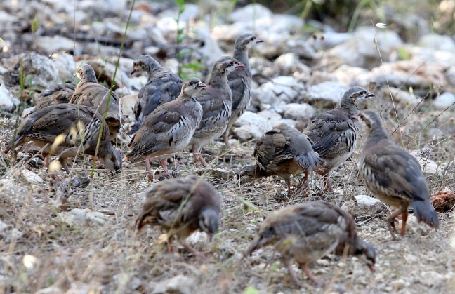 Kenelere karşı 2 bin kınalı keklik doğaya salındı