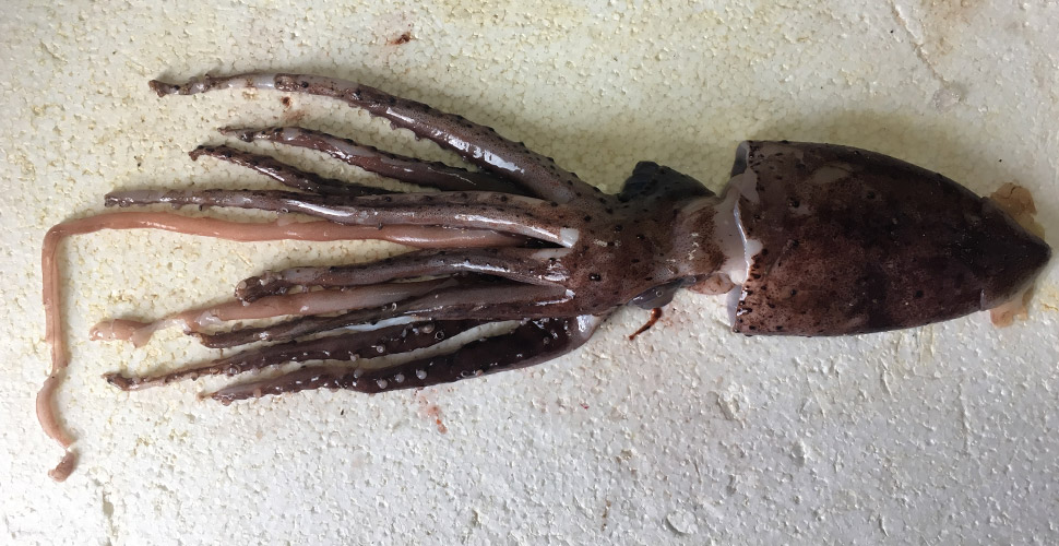 Histioteuthis reversa Türkiye'de ilk kez Mersin'de yakalandı